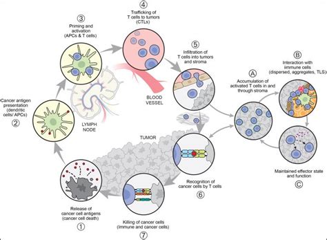 Parinda Tennakoon Phd On Linkedin The Cancer Immunity Cycle
