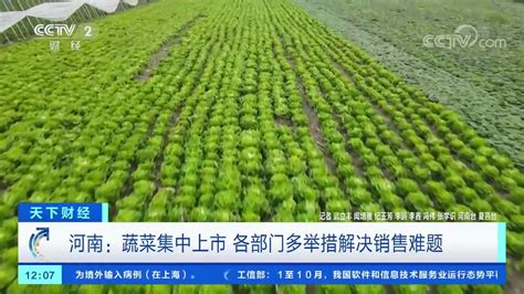 蔬菜集中上市 河南各部门多举措解决销售难题凤凰网视频凤凰网