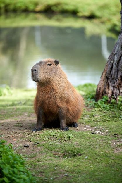 Carpincho marrón sentado junto al lago en el zoológico Foto Premium