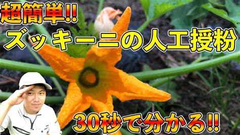 【超簡単！！】ズッキーニの人工授粉のやり方！！雄花と雌花についても解説【実践】 Youtube