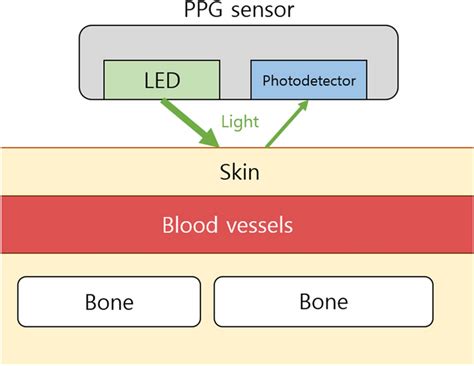 Structure And Principles Of Ppg Sensors Download Scientific Diagram