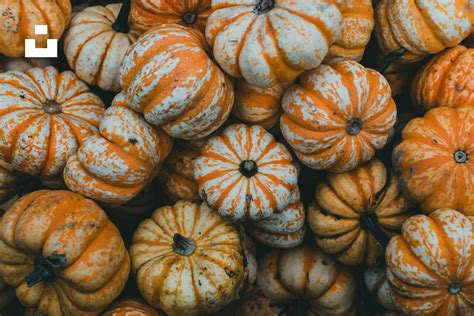 주황색과 흰색 호박의 큰 더미 사진 Unsplash의 무료 호박 이미지