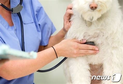 바늘보다 얇은 혈관동맥관개존증 어떻게 치료했나 Vipand벳 뉴스1