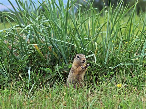 A Gopher Is Eating A Flower Photograph By Ekaterina Torganskaia Fine