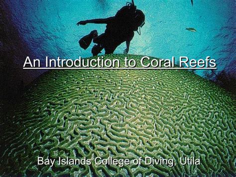 An Introduction To Coral Reefs Ppt
