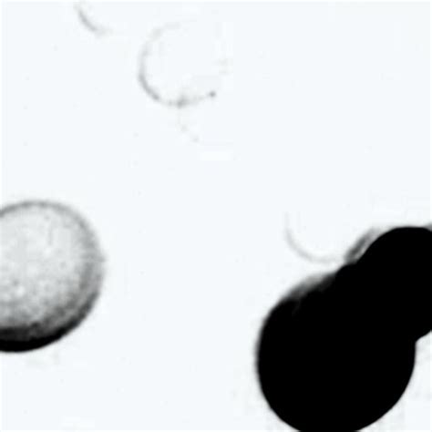 Stream Localized Object Music Listen To Songs Albums Playlists For