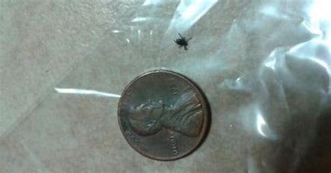 Tiny Tick Imgur