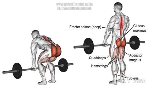传统硬拉vs直腿硬拉vs罗马尼亚硬拉 知乎