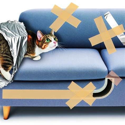 How To Prevent Your Cat From Peeing On Furniture 2024