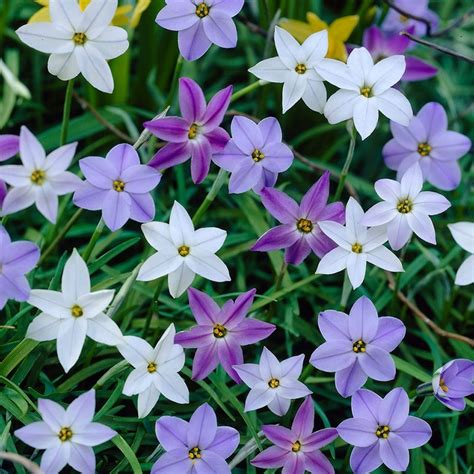 Starflower Mix Triteleia American Meadows
