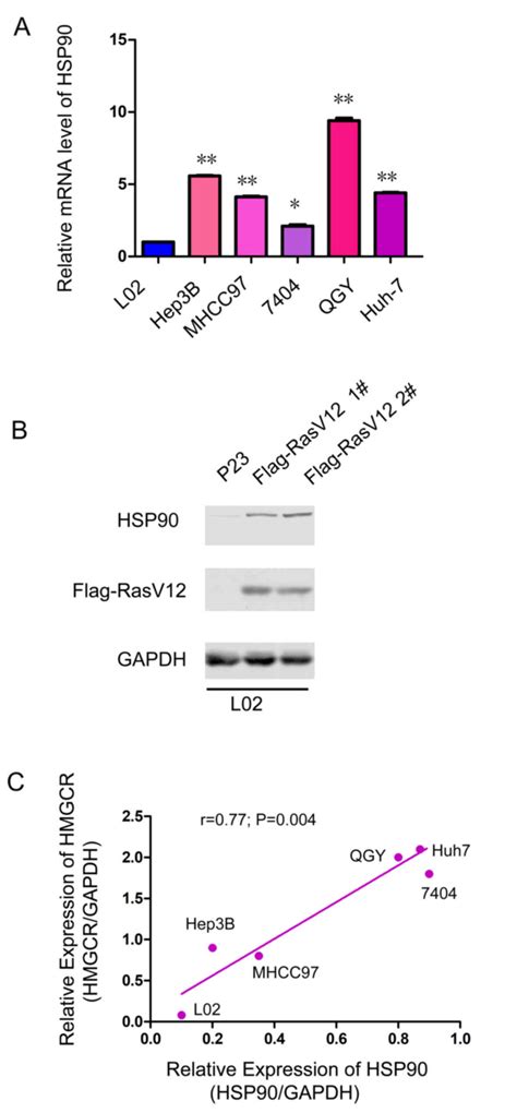 HSP Interacts With HMGCR And Promotes The Progression Of Hepatocellular Carcinoma