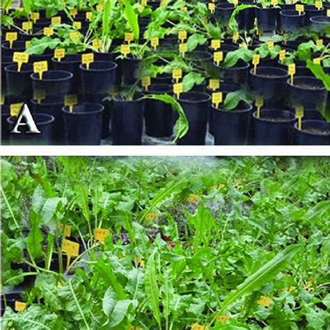 Rumex Species Root Fragments Washing And Slicing Photo A Shows Rumex