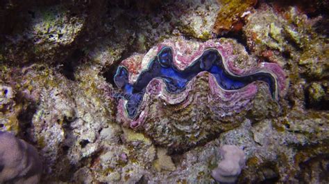Bivalve Mollusk From The Black Sea Cerastoderma On A White Background From Different Sides Stock
