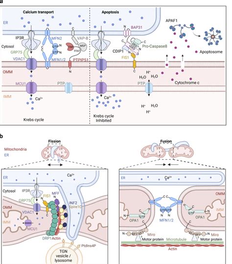 Control Of Mitochondrial Functions Via Contacts With Er The Figure