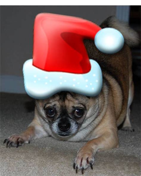 Chug Chug - Modern Dog Magazine
