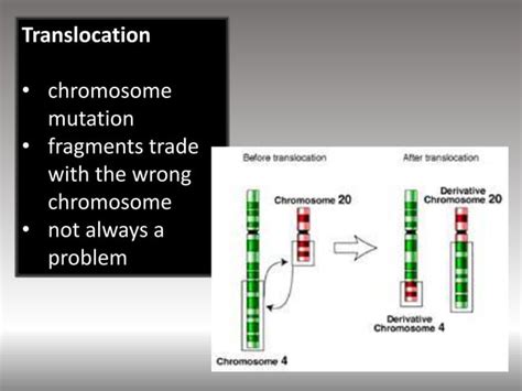 Human Genomics 1 Karyotypes And Mutations Ppt