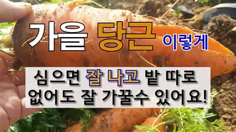 가을 당근 이렇게 심으면 잘 나고 밭 따로 없어도 잘 가꿀 수 있어요 주말농장 당근 가꾸기 Youtube