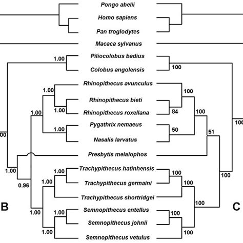 Phylogenetic Trees Inferred From The Combined Nuclear And Mt Dataset