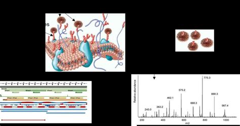 Identification Of Membrane Proteins In A Surfaceome Analysis By