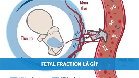 Fetal Fraction Là Gì Ảnh Hưởng Của Phân Số Thai Nhi Ff Đến Kết Quả Nipt Vietgen