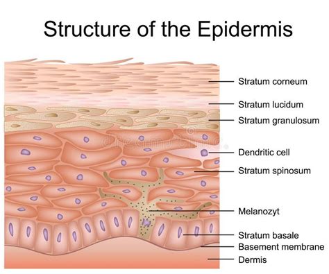 Epidermis Structure Cell And Layers Of A Human Skin