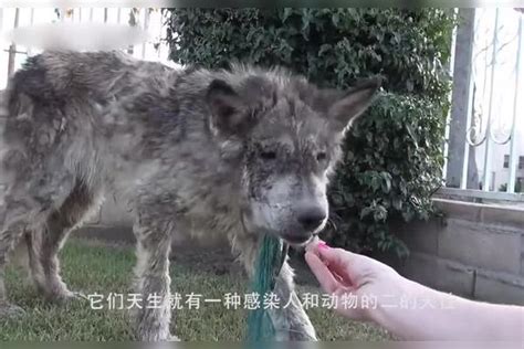 男子捡回一条“流浪狗”，每天和二哈待在一起，狼：我被带二了流浪狗男子