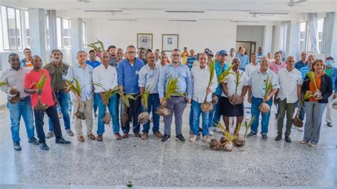 Gobierno Comenzará En Samaná Plan Relanzamiento Del Subsector Coco Z
