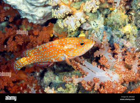 Coral Grouper Cephalopholis Miniata Raja Ampat West Papua Indonesia