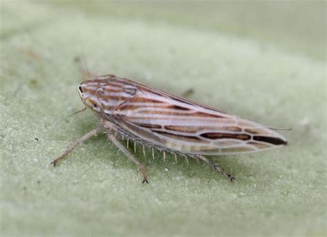 Mocydia Crocea · Inaturalist Mexico