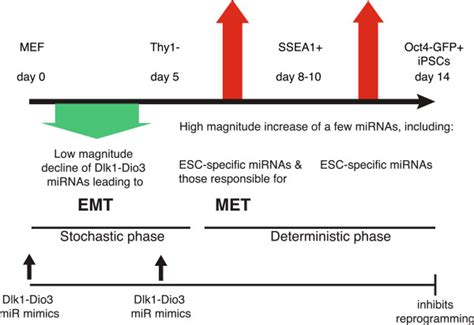 Model Of Reprogramming Stages Initially The Cell Population Undergoes