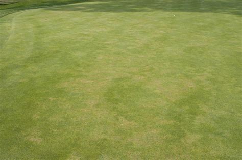 Bacterial Decline Of Creeping Bentgrass Center For Turfgrass Science