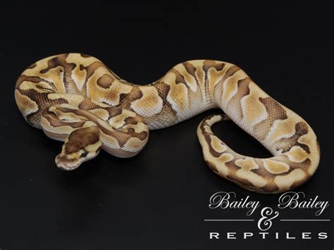 Nuclear Spinner Ball Python