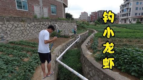 农村水沟小龙虾泛滥没人抓，阿锋跟小伙伴随便钓随便有【大锋子】 Youtube