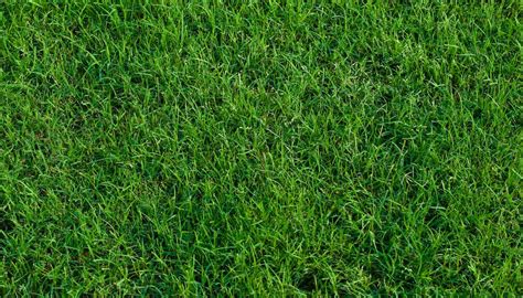 Bermuda Grass Vs Fescue Whats Best For Your Lawn