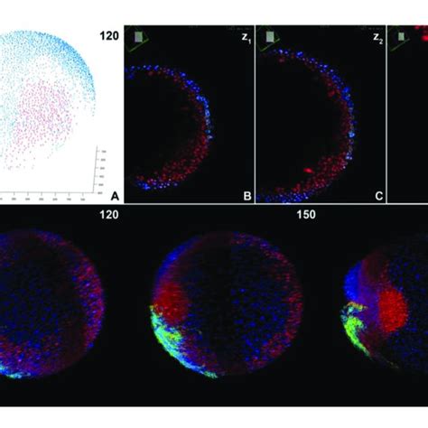 Figure S2 Spinal Cord Allocation Of Upper Marginal Cells A Cells Of Download Scientific