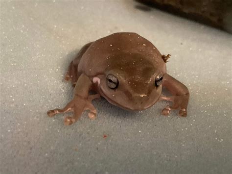 Beans Is Getting Fat On Crickets And Worms 🐸 Frogs