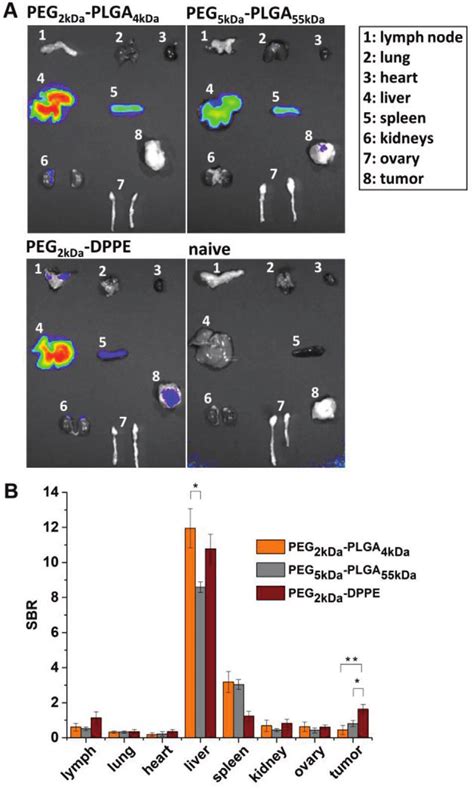 A Images Show Organs With Overlaid Fluorescence Signals Generated At