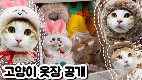 나무 옷장 공개 가낳지모 코엑스에서 고양이 옷 쇼핑 Youtube