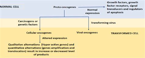 Relationship Between Proto Oncogenes And Oncogenes Transforming