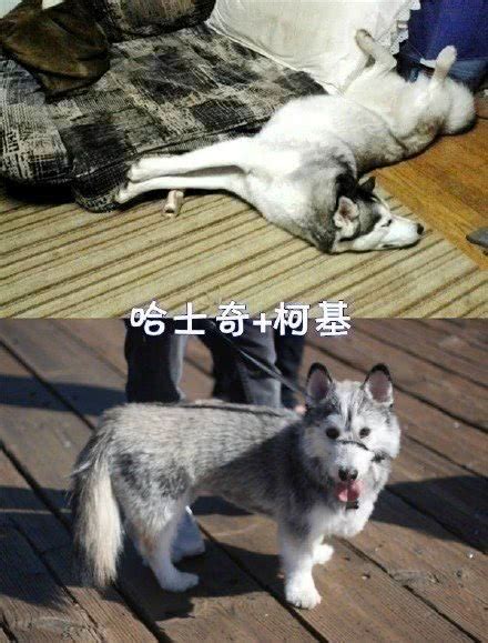 长腿狗狗和短腿柯基的后代长什么样？看到第三张就忍不住了柯基短腿后代新浪新闻