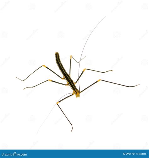 Stick Insect Phasmatodea Oreophoetes Peruana Stock Image Image Of