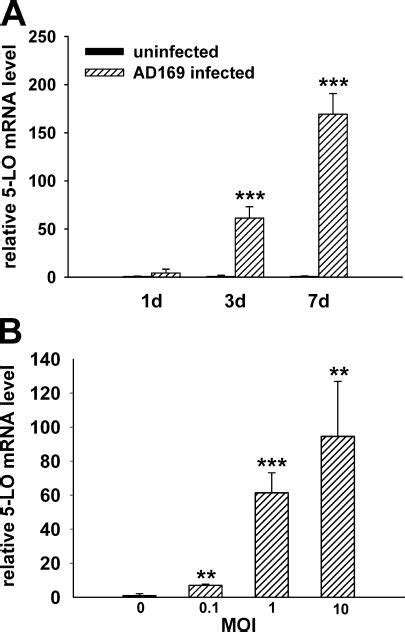 Hcmv Infection Increases 5 Lo Mrna Expression In Hpasmcs Mrna Levels
