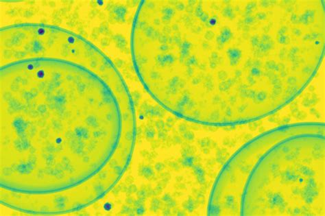 Faket New Method Advances Electron Microscopy With Ai Simulations Research Institute Of