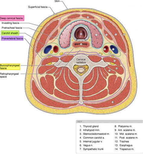 Deep Neck Infection Causes Symptoms Diagnosis Treatment Prognosis