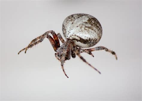 Do Orb Weavers Bite Unraveling The Truth About These Spiders Whats