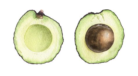 두 개의 아보카도는 씨앗과 씨 없는 조각으로 과일을 반으로 자릅니다 고립된 손으로 그린 세트 수채화 삽화 컬렉션 아보카도 메뉴 포장 식품 화장품 직물 카드 레시피 용 야채