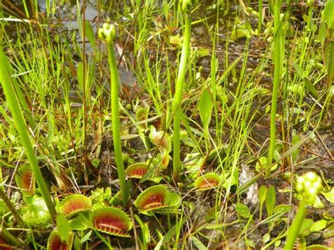 12 Native Plants Nc State Extension Publications