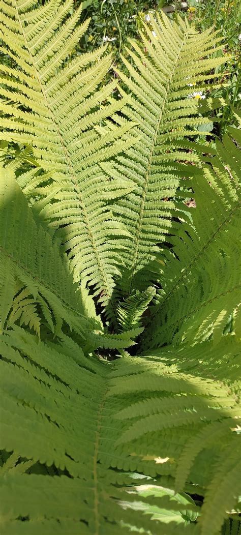 Папоротник | Plant leaves, Plants, Garden