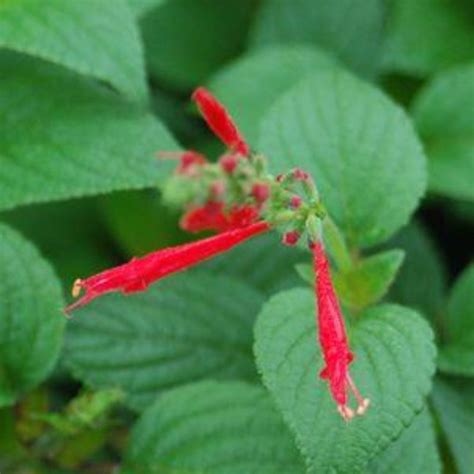 Pineapple Sage Plant Plant Addicts