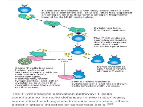 Antigen Presenting Cells Apcs Pptx